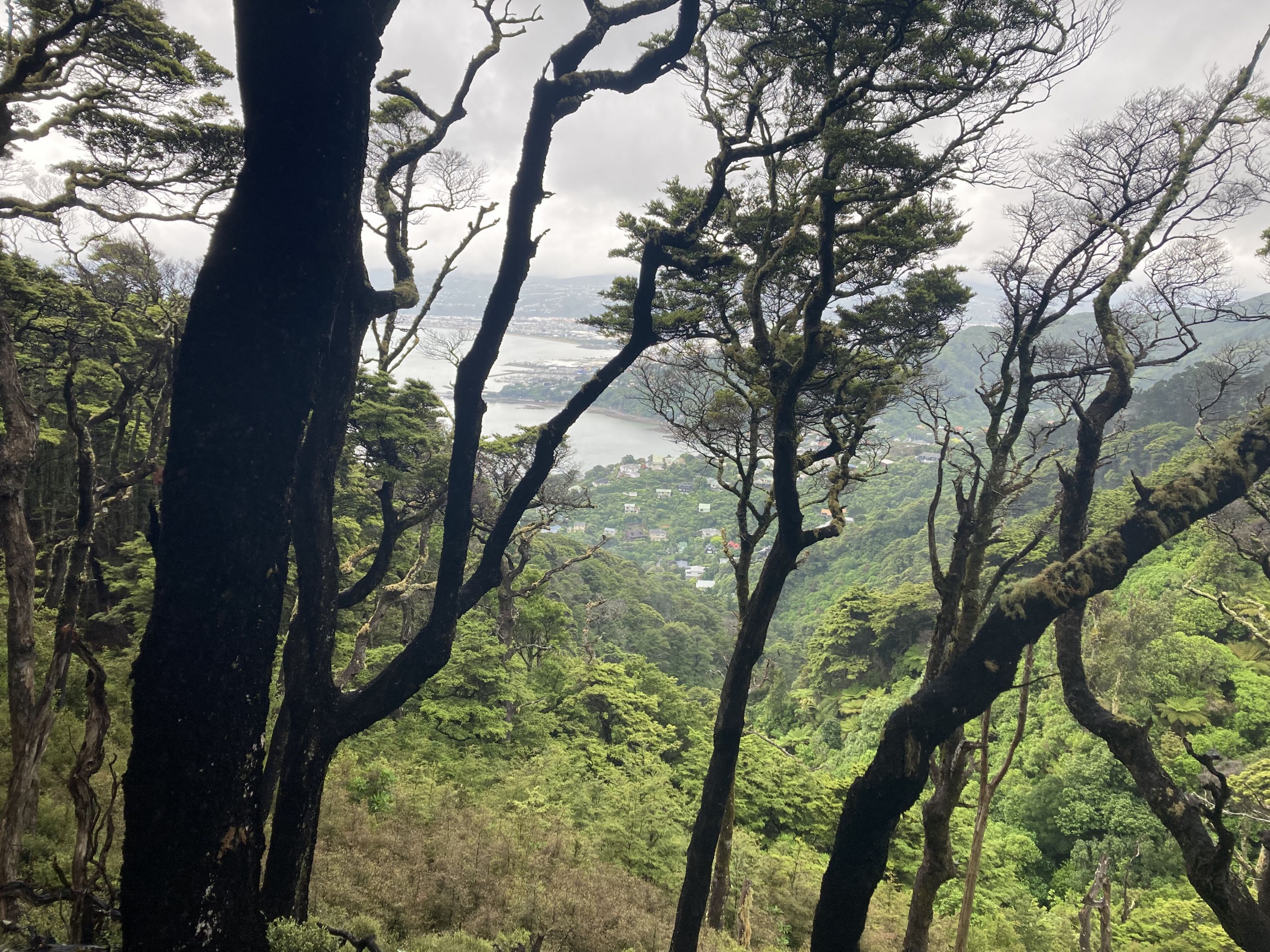Mt Lowry, Wellington - Trails Photo Gallery - Wild Things