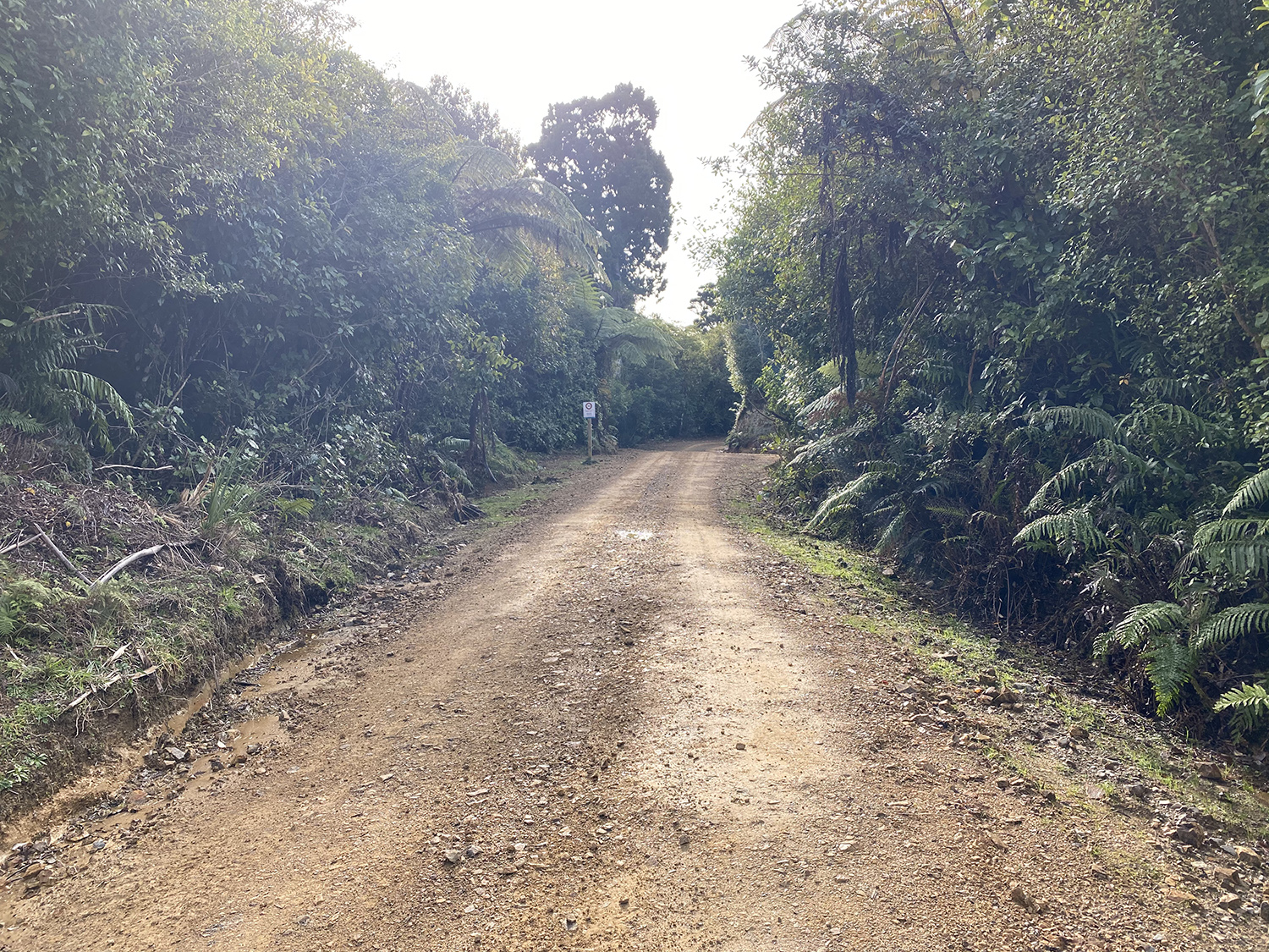 Mount Titi Full Bush , Wellington - Trails Photo Gallery - Wild Things