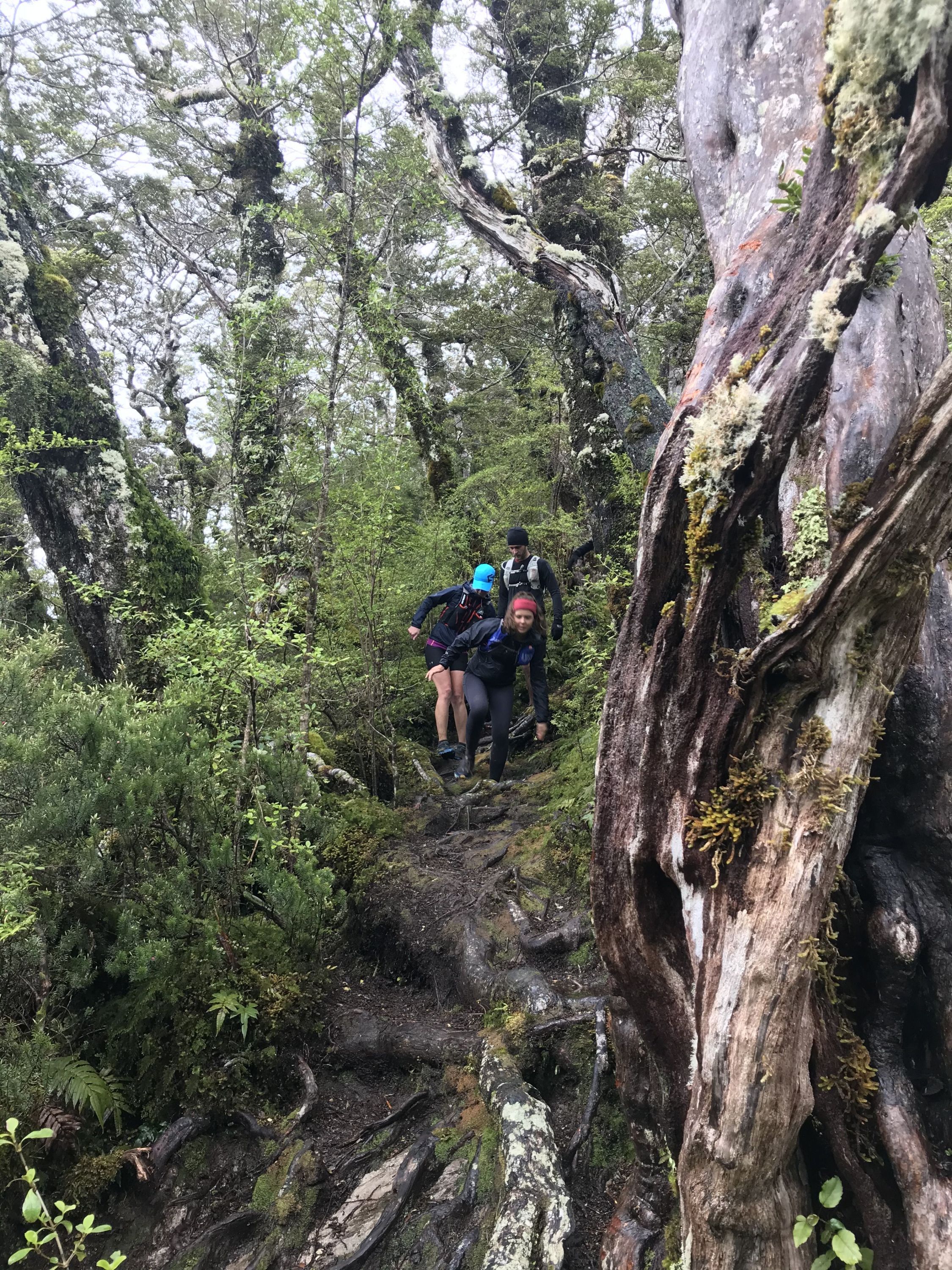 Hump Ridge Track, Southland - Trails Photo Gallery - Wild Things