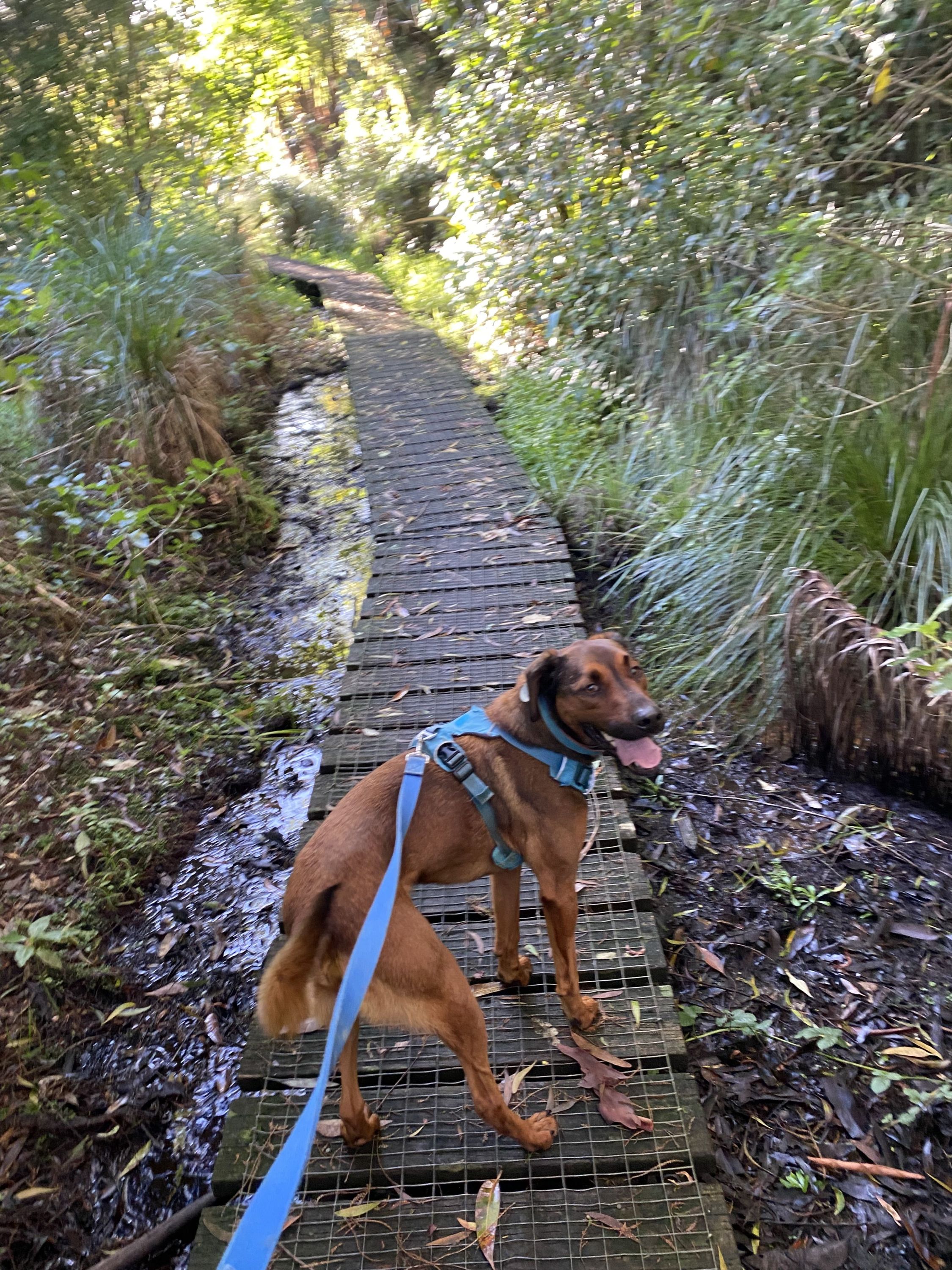 Māra Roa and Waihora, Wellington - Trails Photo Gallery - Wild Things