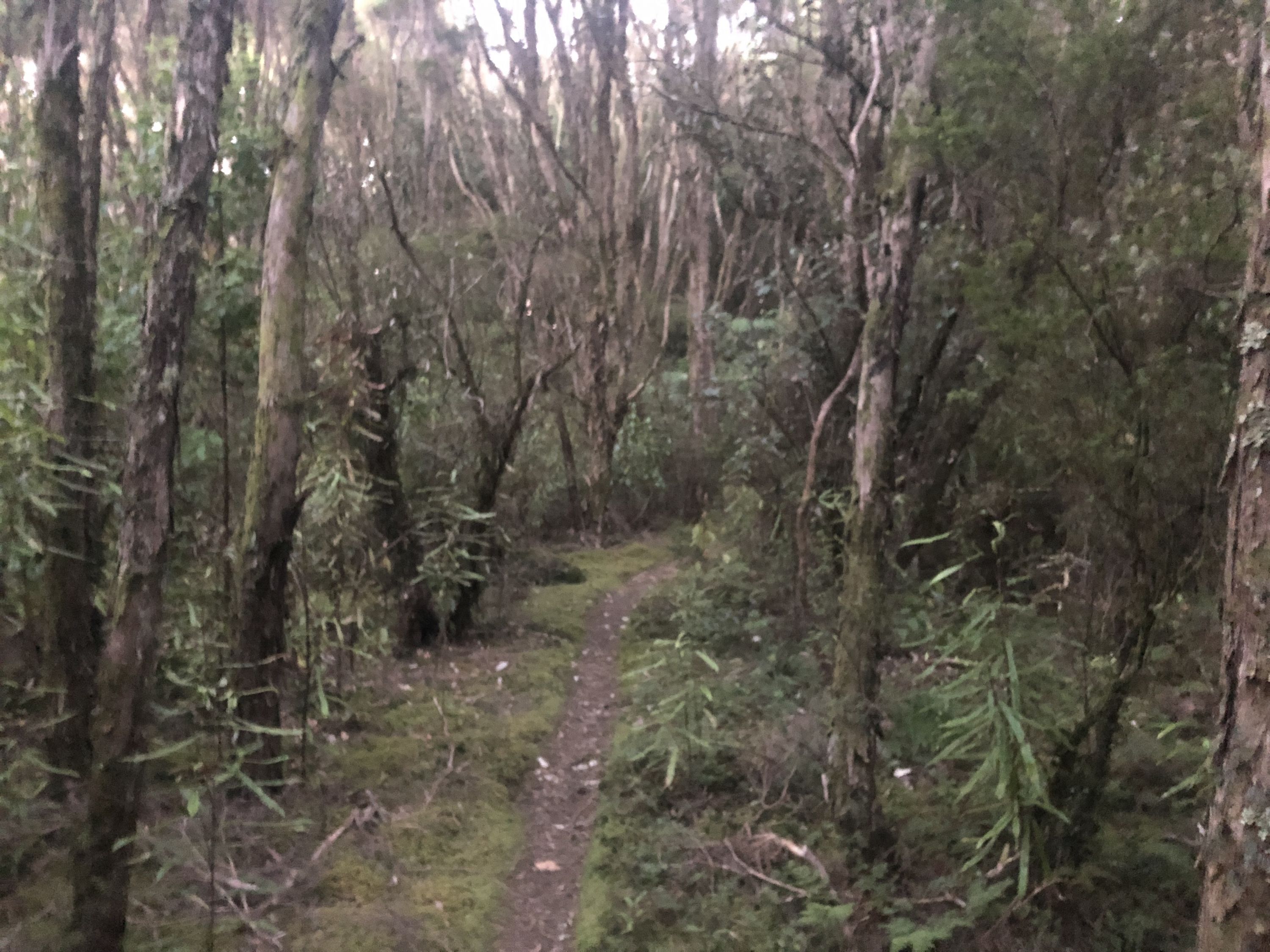 Okataina...Eastern & Western, Bay of Plenty - Trails Photo Gallery ...