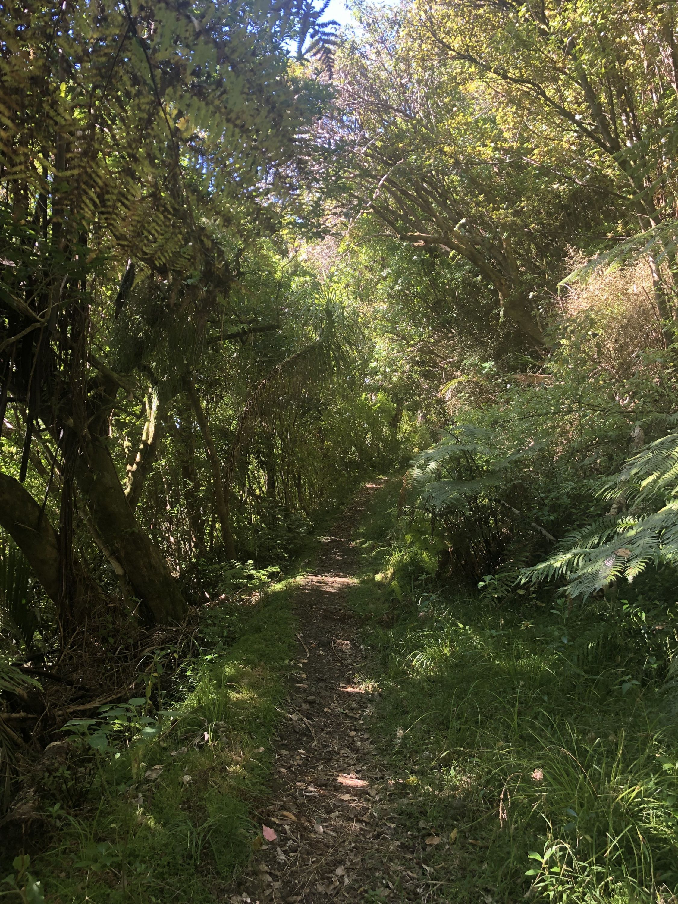 6 Foot Track - NZ Style, Northland - Trails Photo Gallery - Wild Things