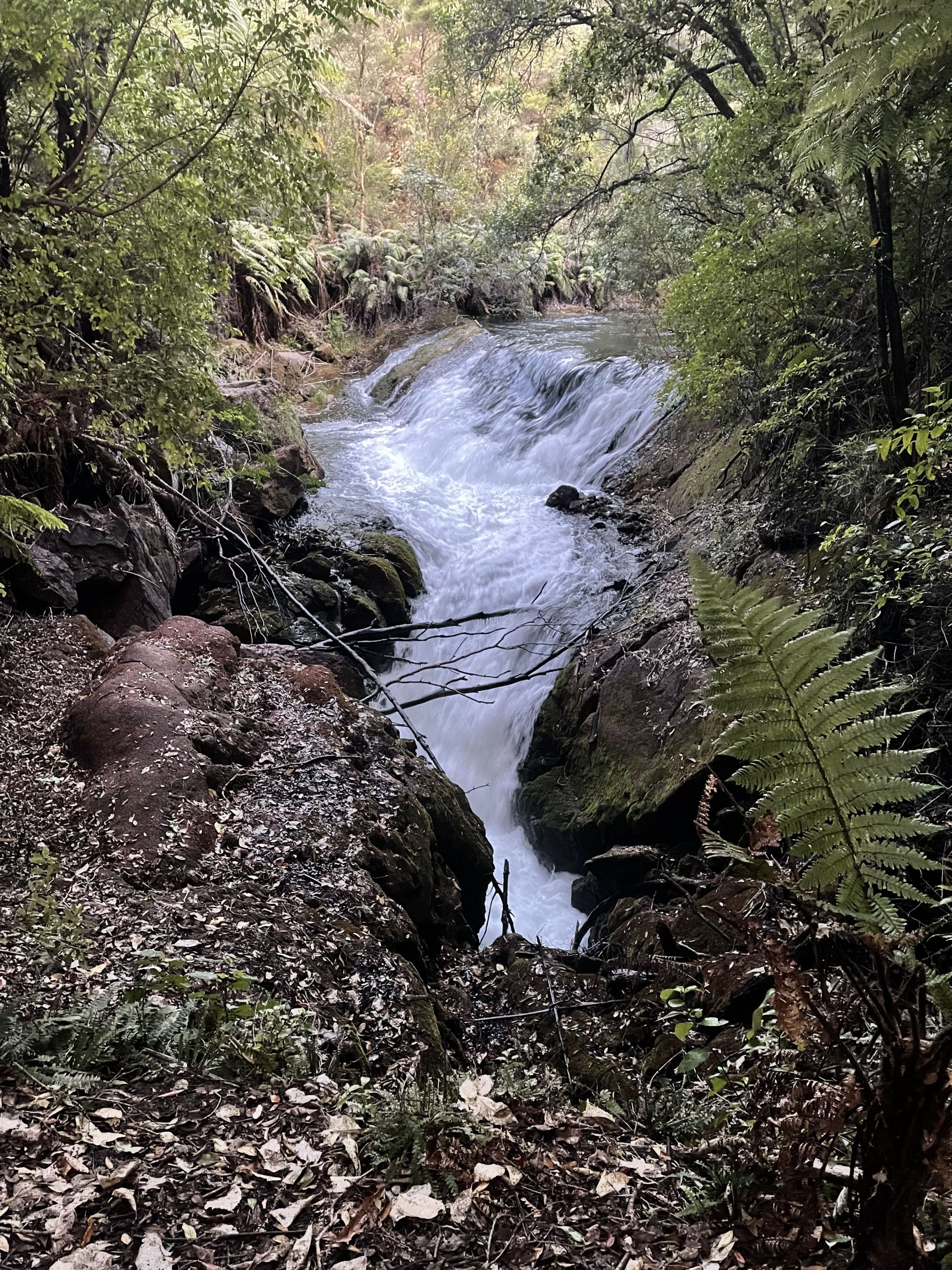 Eastern Okataina Walkway to Tarawera Falls, Bay of Plenty - Trails ...