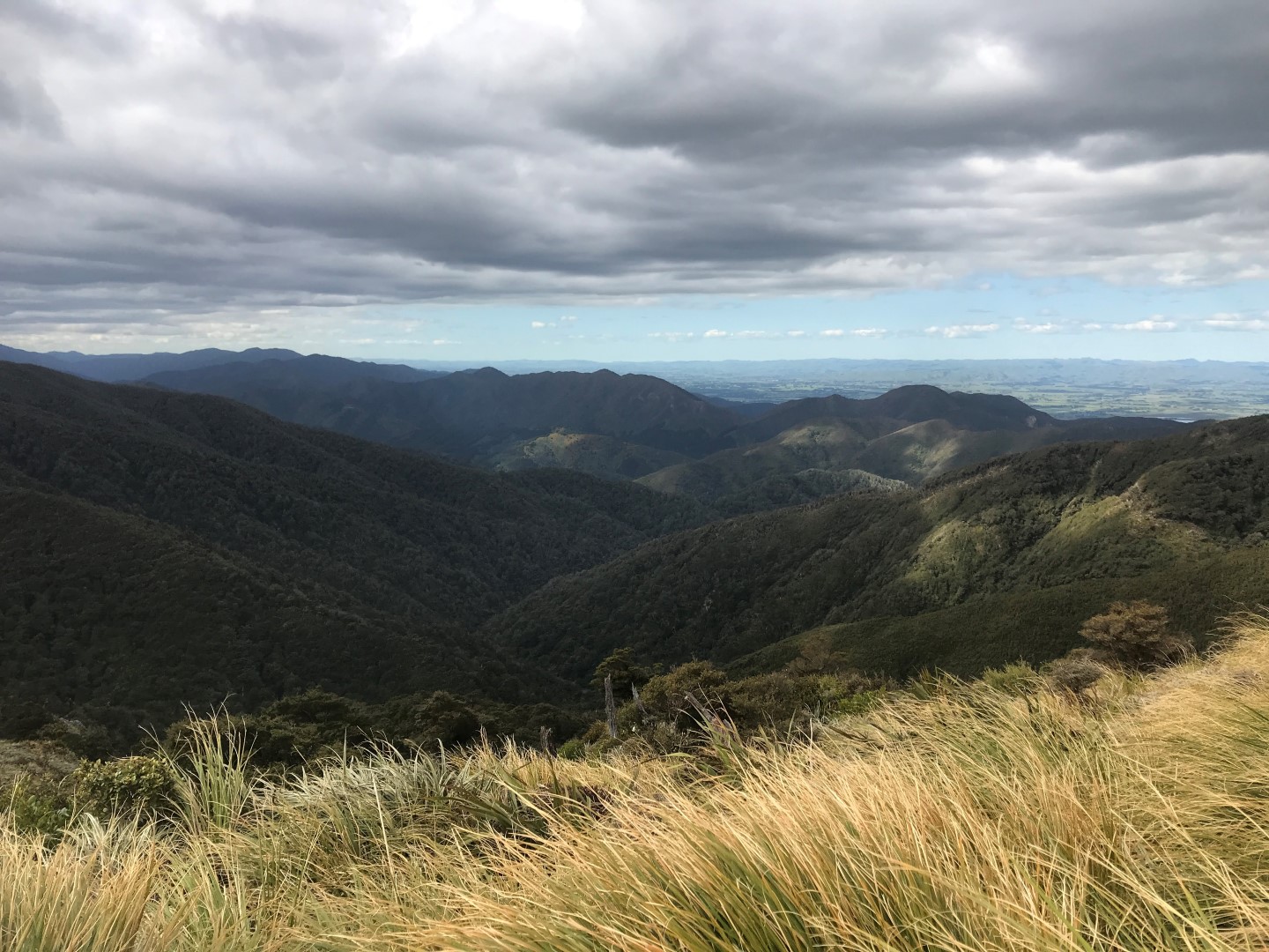 Mt Climie & Tane's Track, Wellington - Trails Photo Gallery - Wild Things