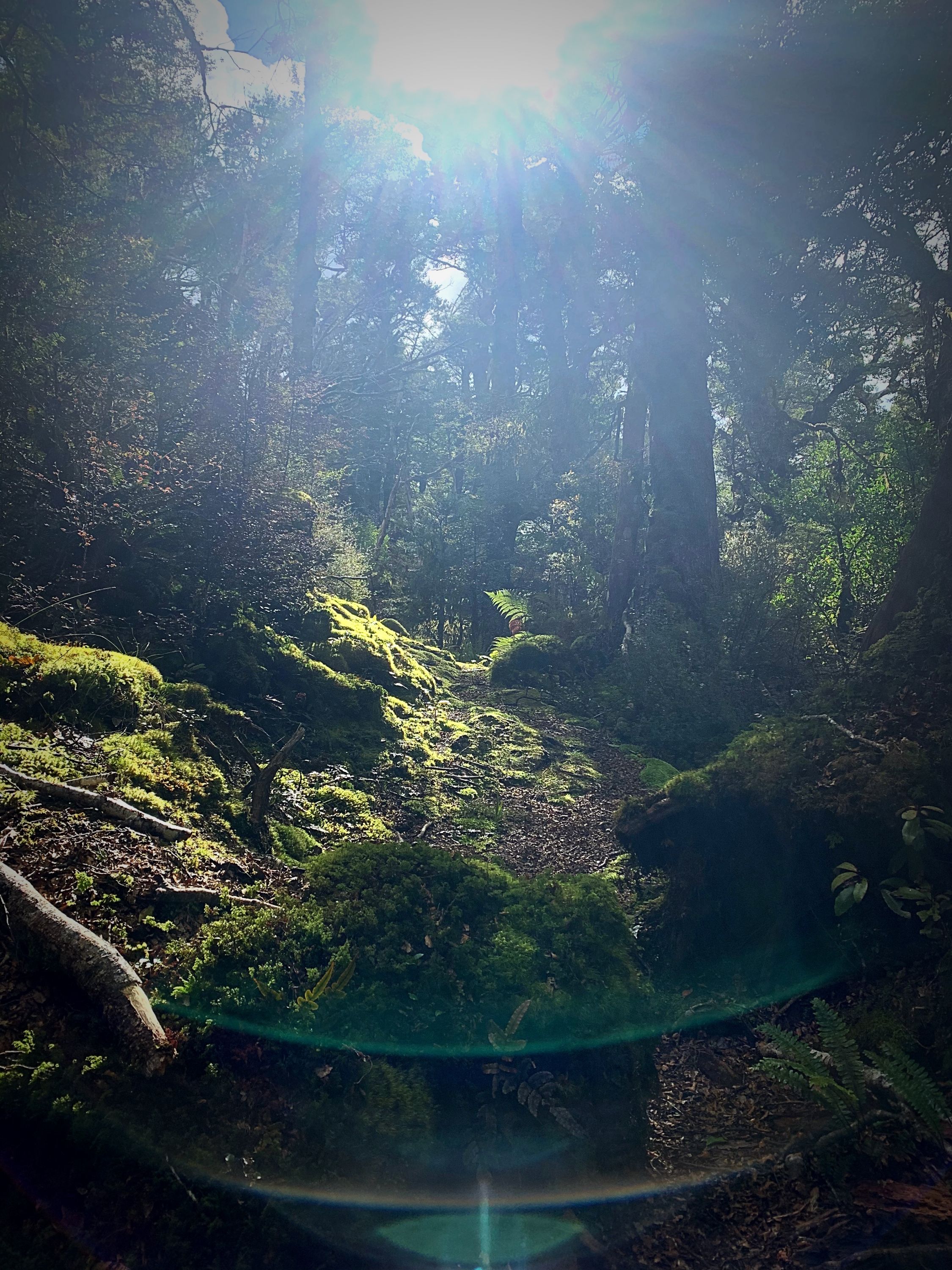Iron Gate Hut to Tunupo High Point Loop, Manawatu - Wanganui - Trails ...