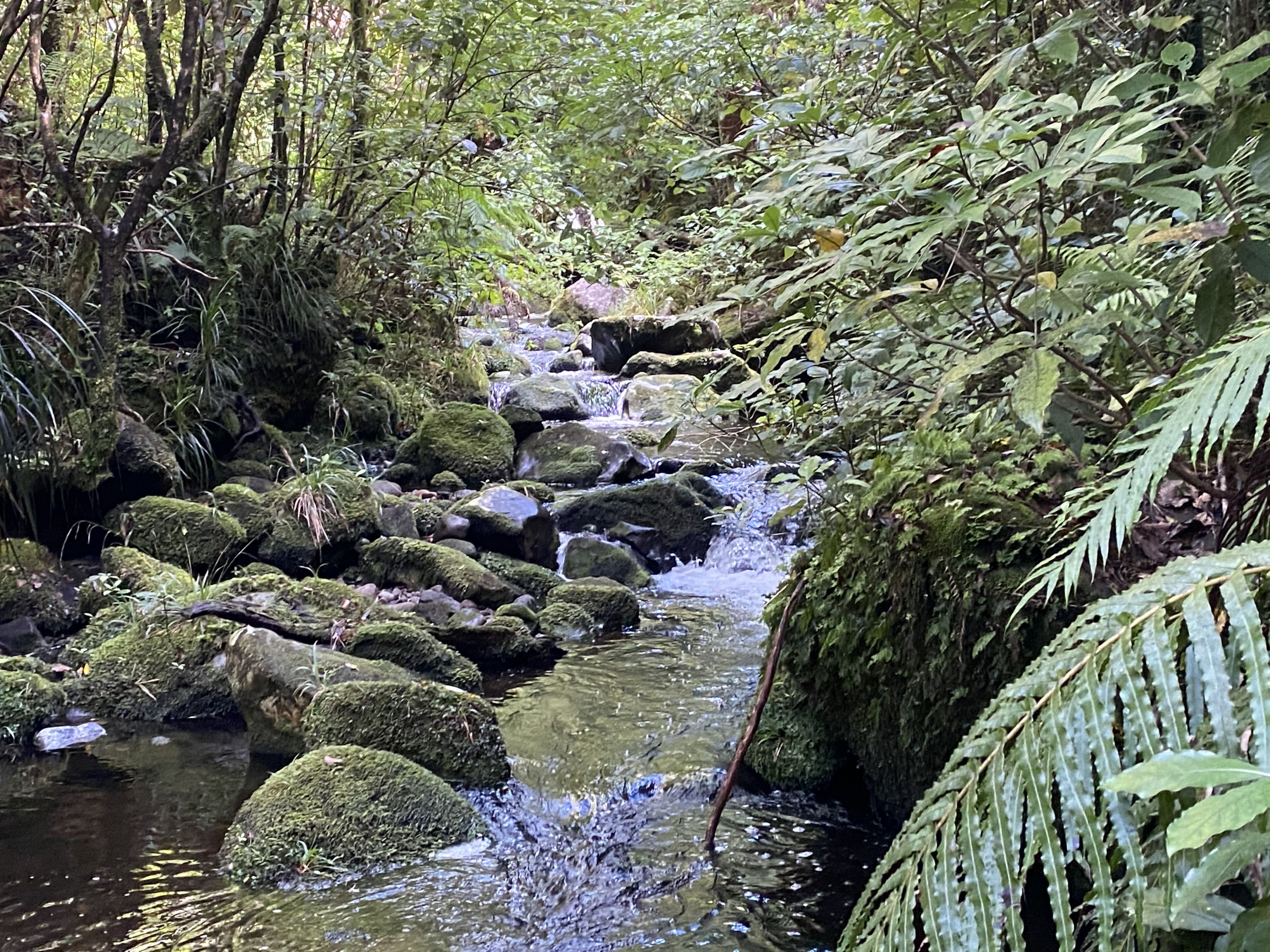 Rain Forest Romp at Pukeiti, Taranaki - Trails Photo Gallery - Wild Things