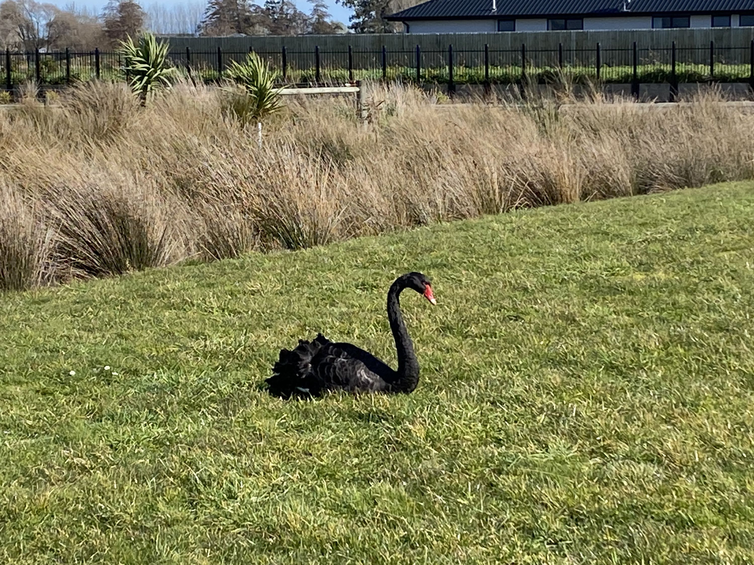 Te Whariki Hikoi, Canterbury - Trails Photo Gallery - Wild Things