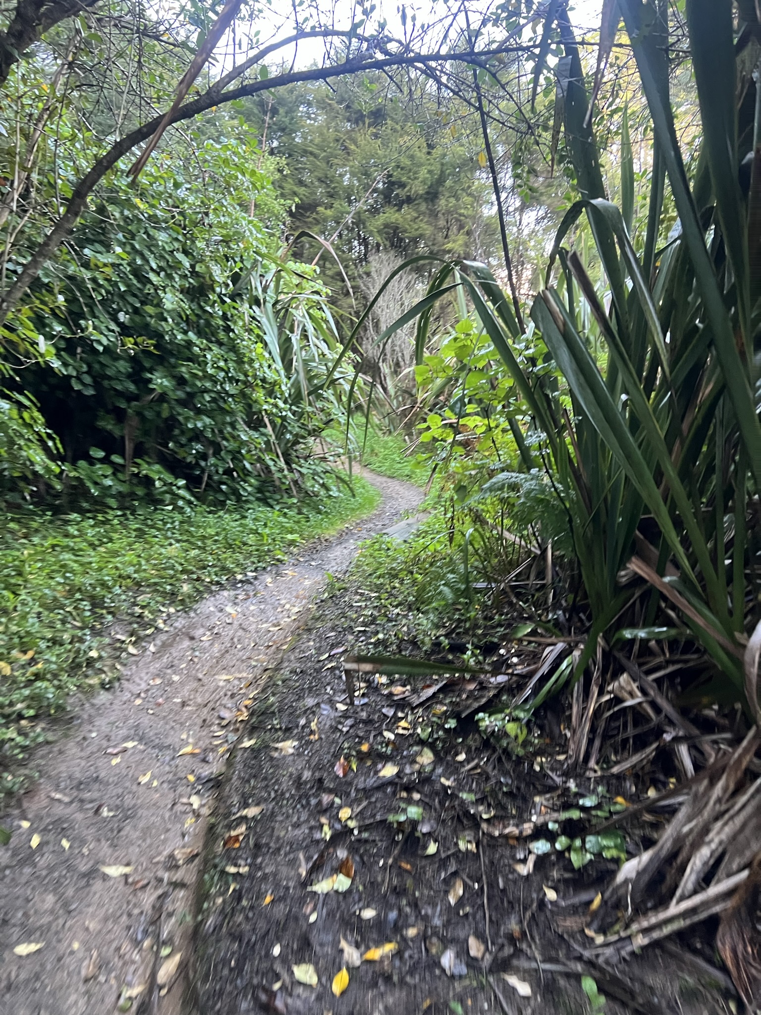 Totara Park Track, Auckland - Trails Photo Gallery - Wild Things