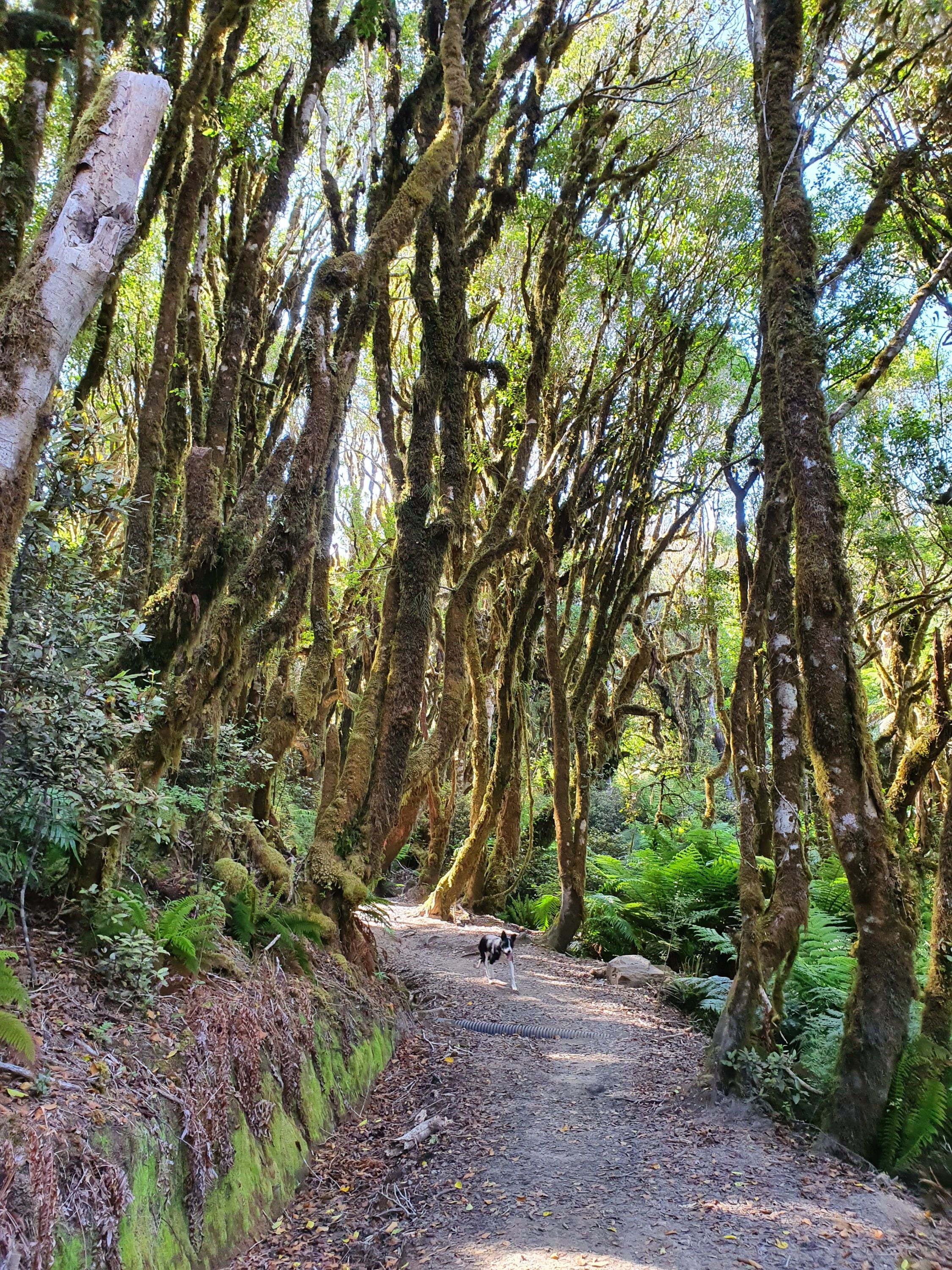 Pureora Double, Manawatu - Wanganui - Trails Photo Gallery - Wild Things