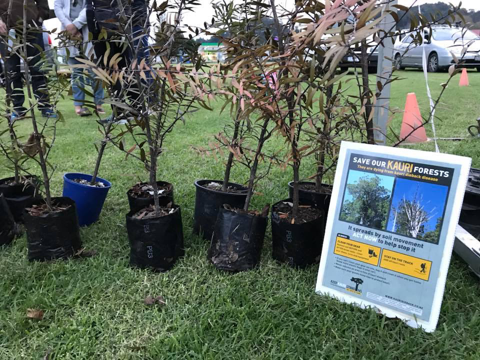 The Kauri Ultra - Wild Things