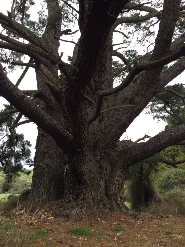 Rewanui Loops, Manawatu - Wanganui - Trails Photo Gallery - Wild Things