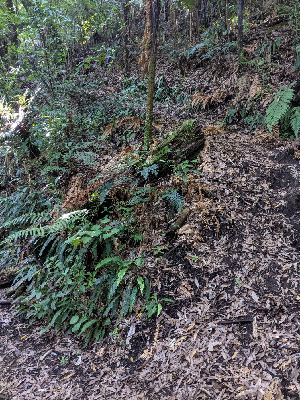 The Other Okataina Trails, Bay of Plenty - Trails Photo Gallery - Wild ...