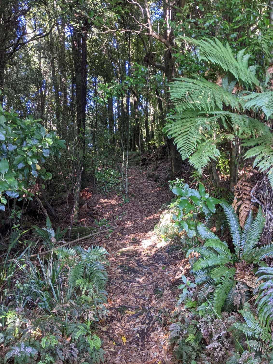 The Other Okataina Trails, Bay of Plenty - Trails Photo Gallery - Wild ...