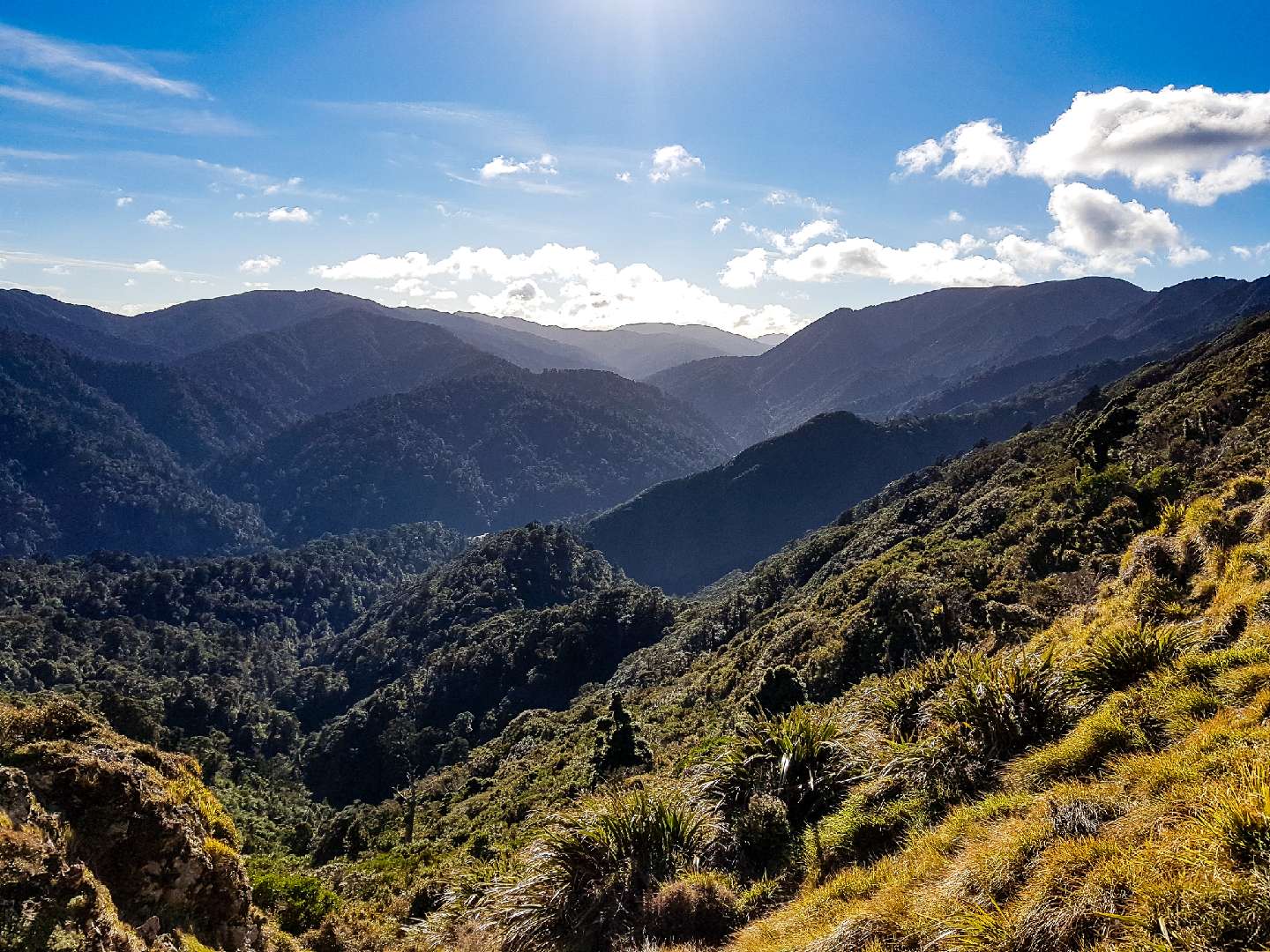 Mt Matthews, Wellington - Trails Photo Gallery - Wild Things