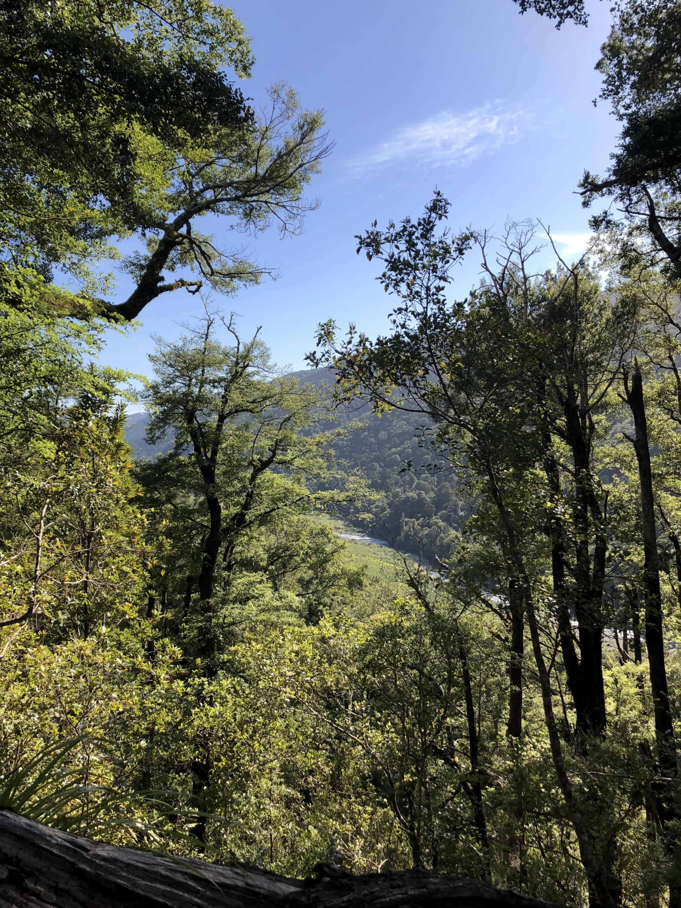 Dobson Loop, Wellington - Trails Photo Gallery - Wild Things