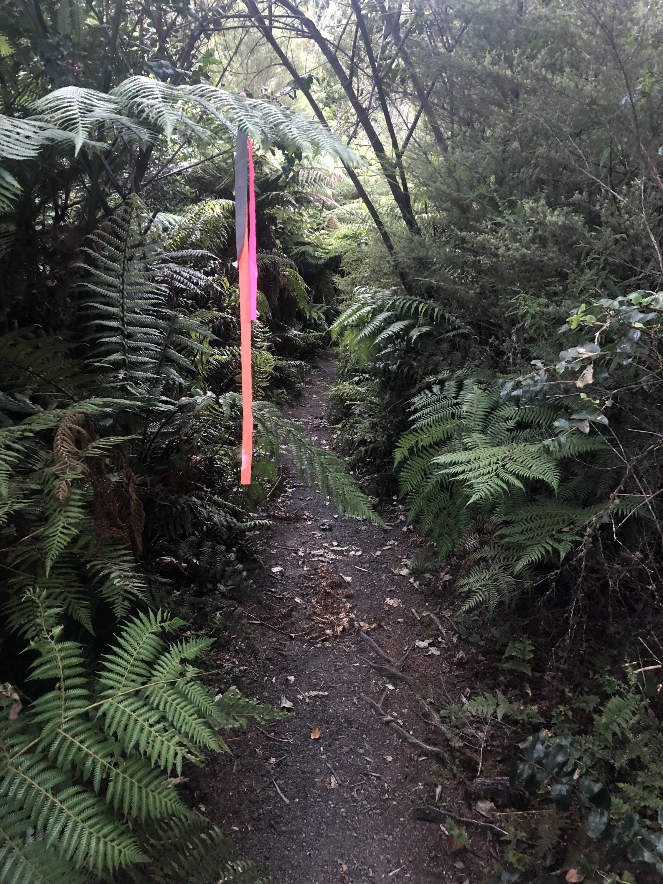 Okataina...Eastern & Western, Bay of Plenty - Trails Photo Gallery ...