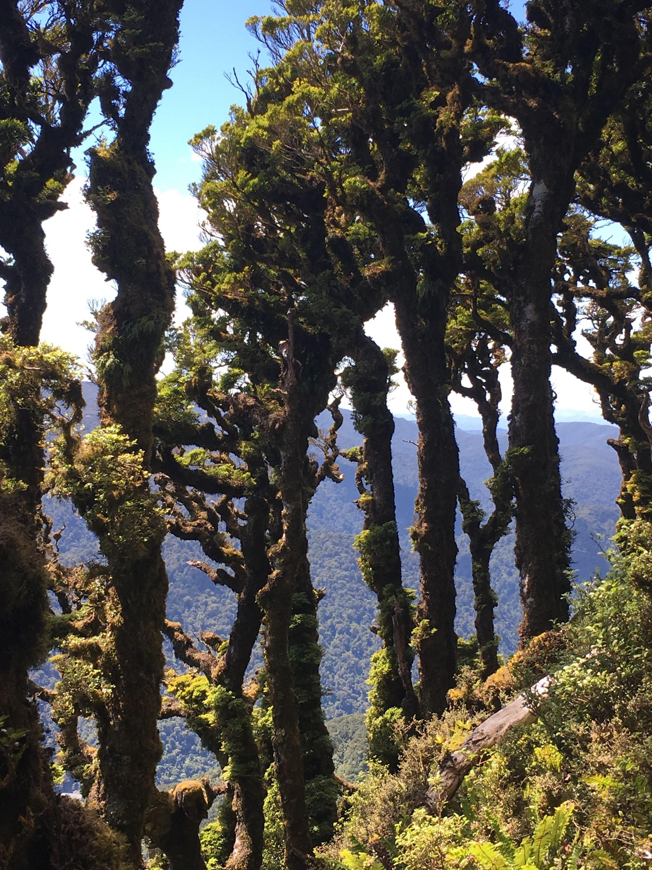 Mt Matthews, Wellington - Trails Photo Gallery - Wild Things