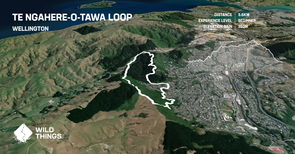 Te Ngahere-o-Tawa Loop, Wellington, New Zealand - Trail Running ...