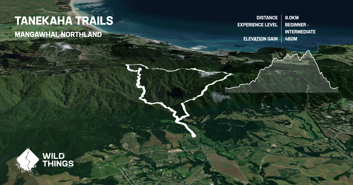 Tanekaha Trails, Northland, New Zealand - Trail Running Directory ...