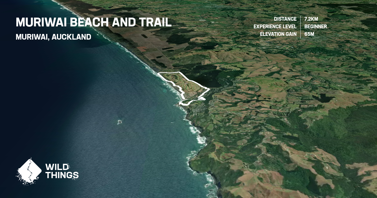 Muriwai Beach and Trail, Auckland, New Zealand - Trail Running ...