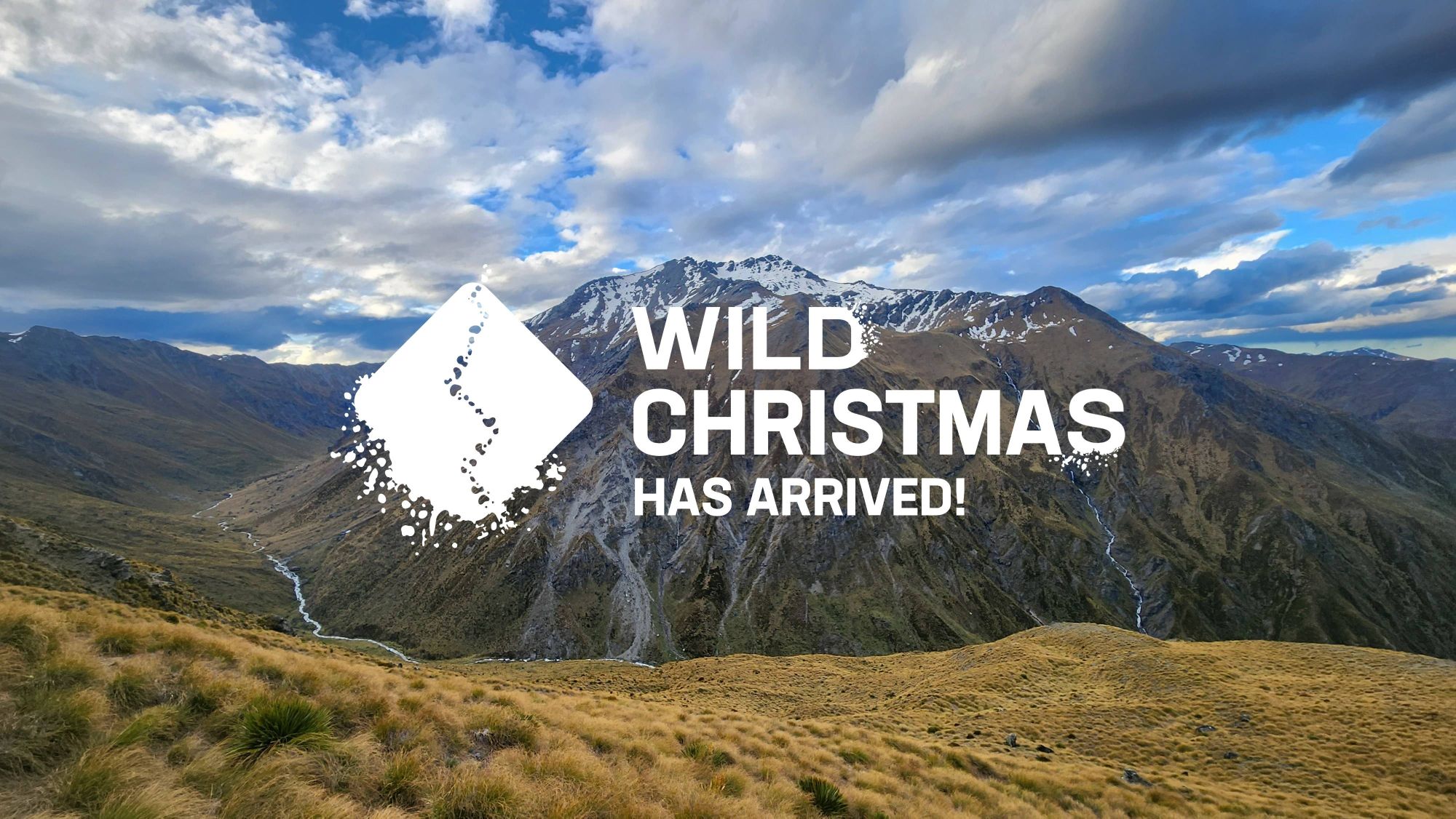 ? Wild Christmas has arrived! - Features - Wild Things